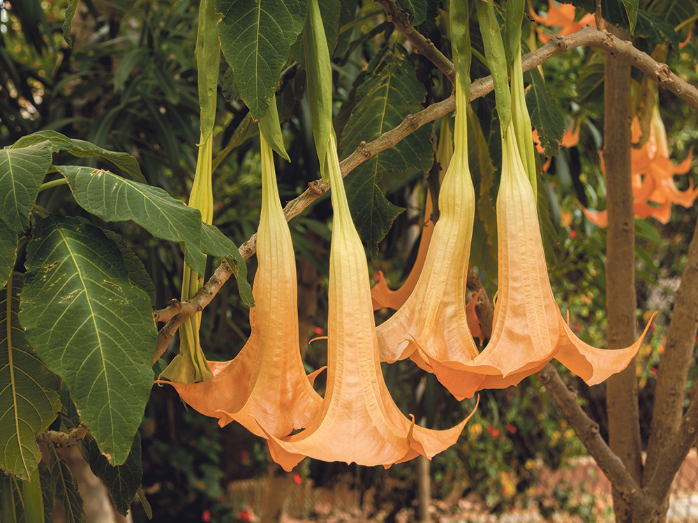 ¿Qué es la “Burundanga”? | Qué Pasa