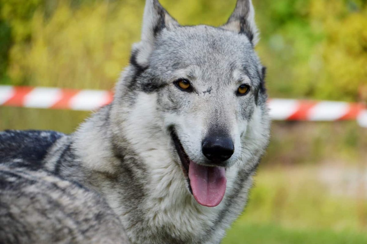 Grupo de perro-lobos sueltos en Carolina del Norte | Qué Pasa