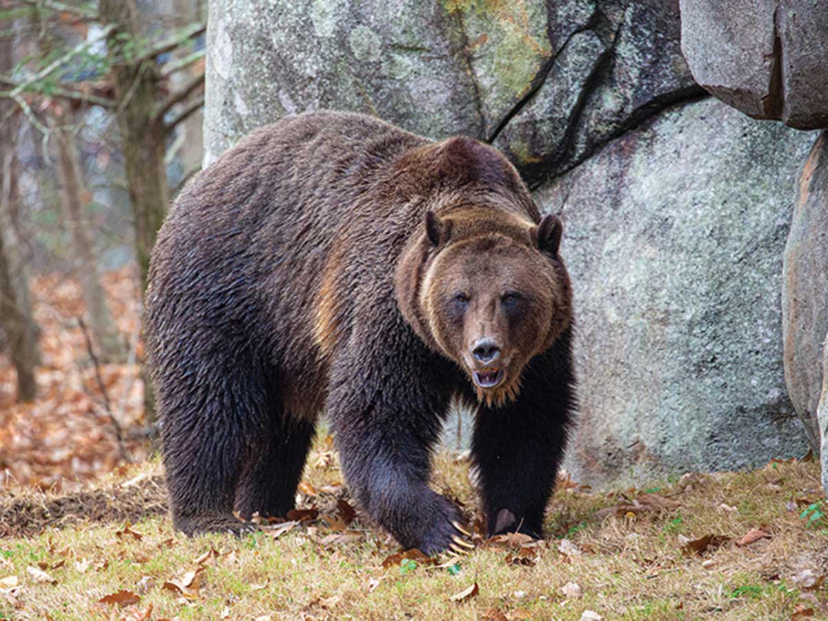 Oso de Arizona llegó al zoológico de Asheboro | Qué Pasa