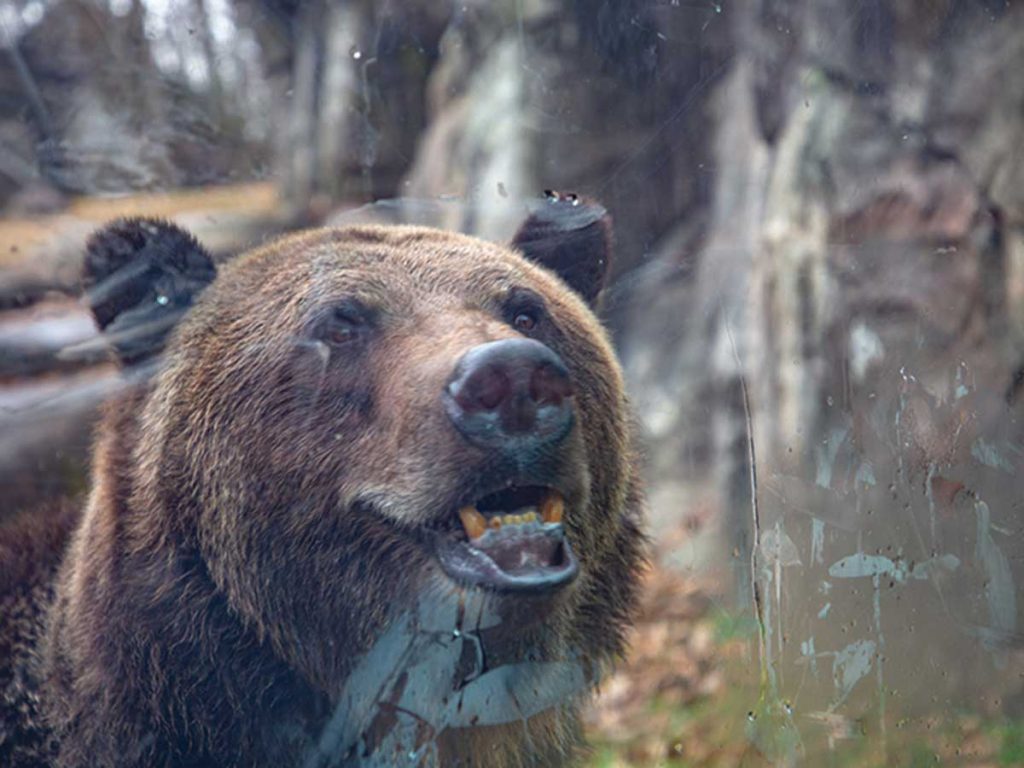 Oso de Arizona llegó al zoológico de Asheboro | Qué Pasa