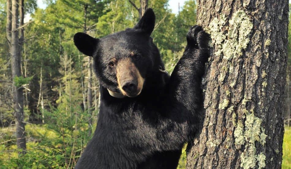 Oso cachorro deambula por Pender y Duplin | Qué Pasa