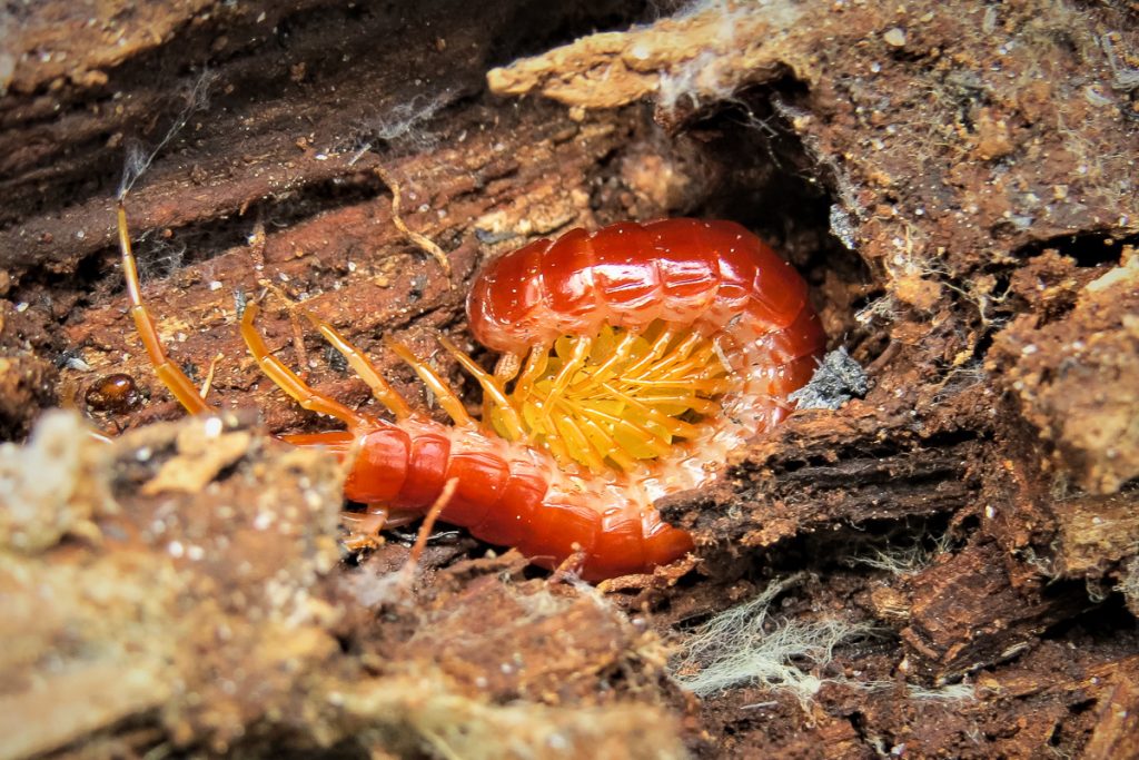 Los insectos más extraños en el BugFest de Raleigh | Qué Pasa