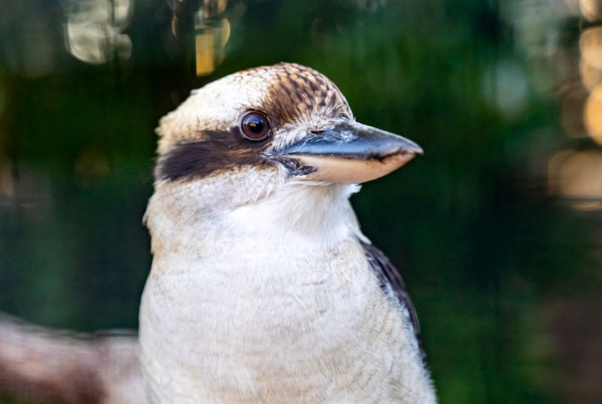 ¿Conoce la particular llamada de las cucaburras? | Qué Pasa