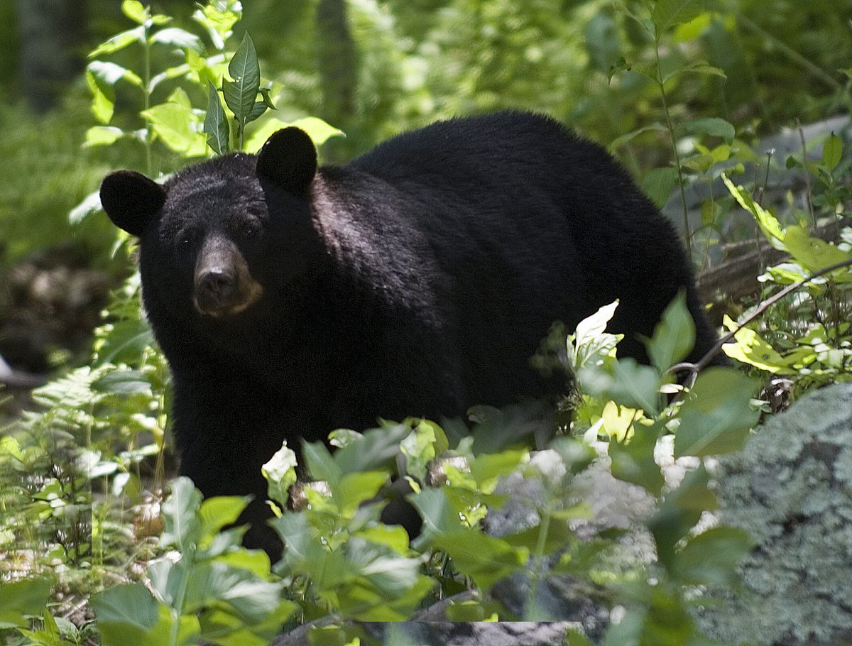 Oso negro aparece en vecindario de Cary | Qué Pasa