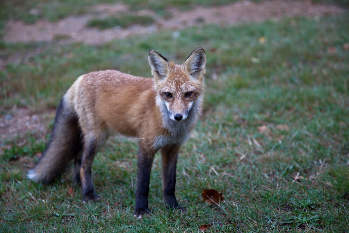 Zorro rabioso es capturado cerca de centro comercial en Raleigh | Qué Pasa