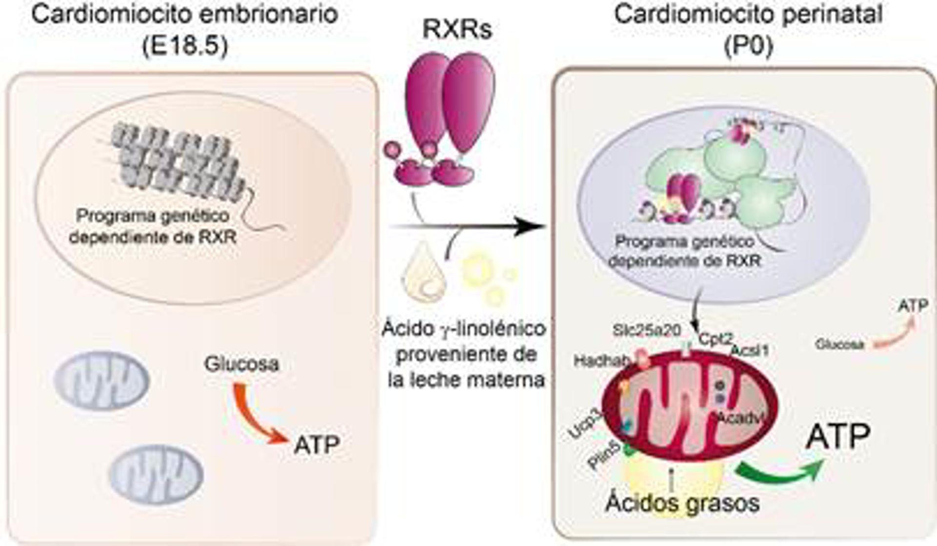 El ácido graso de la leche materna es esencial para activar el corazón ...
