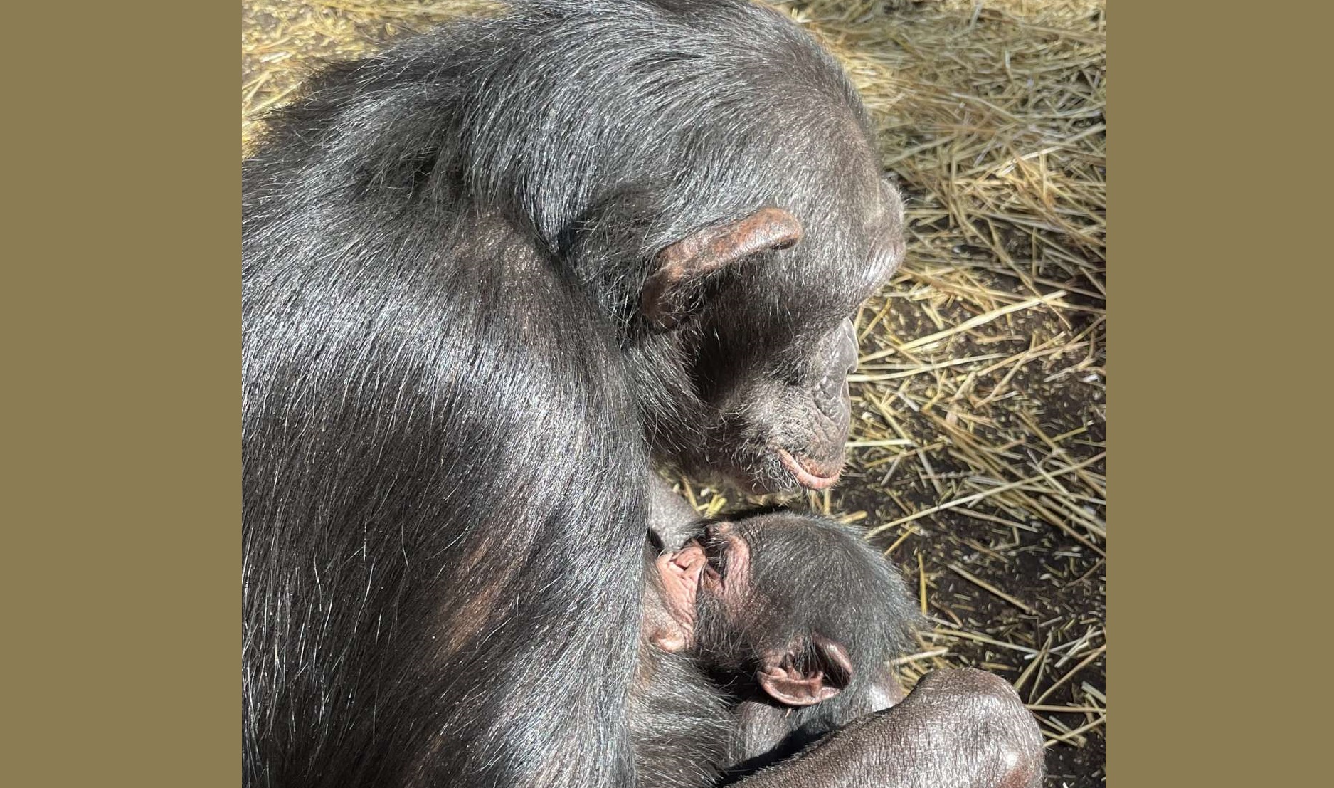 ¡Es una ternura! Nace un bebé chimpancé en Zoo de NC | Qué Pasa