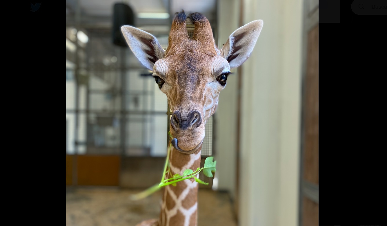 ¡El bebé jirafa del zoo de NC ya tiene nombre! | Qué Pasa