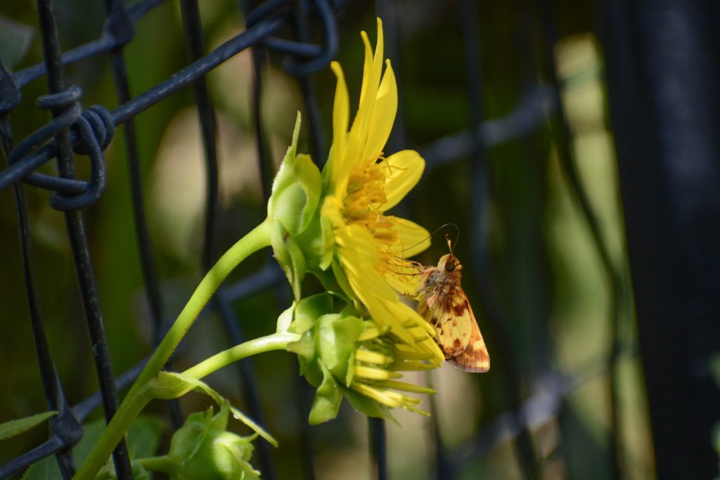 ¿Conoces las plantas de copa? | Qué Pasa