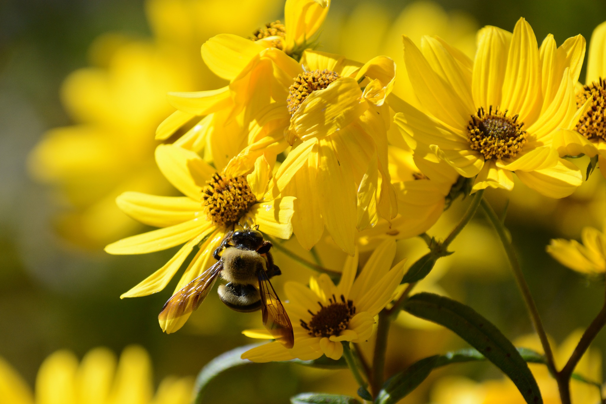 ¿Conoces las plantas de copa? | Qué Pasa