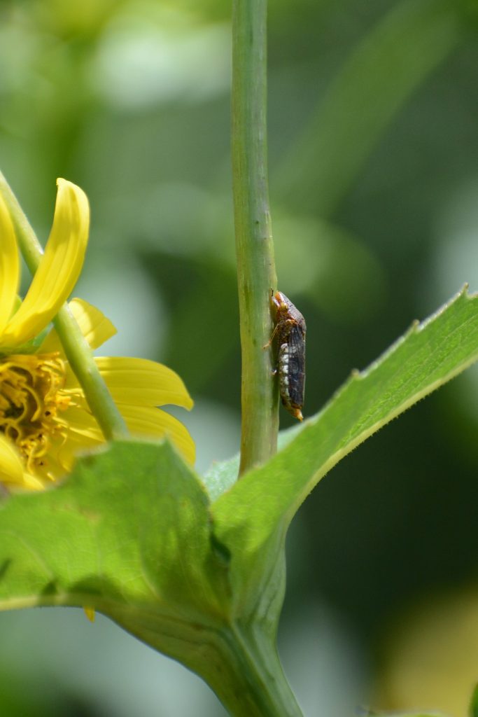 ¿Conoces las plantas de copa? | Qué Pasa