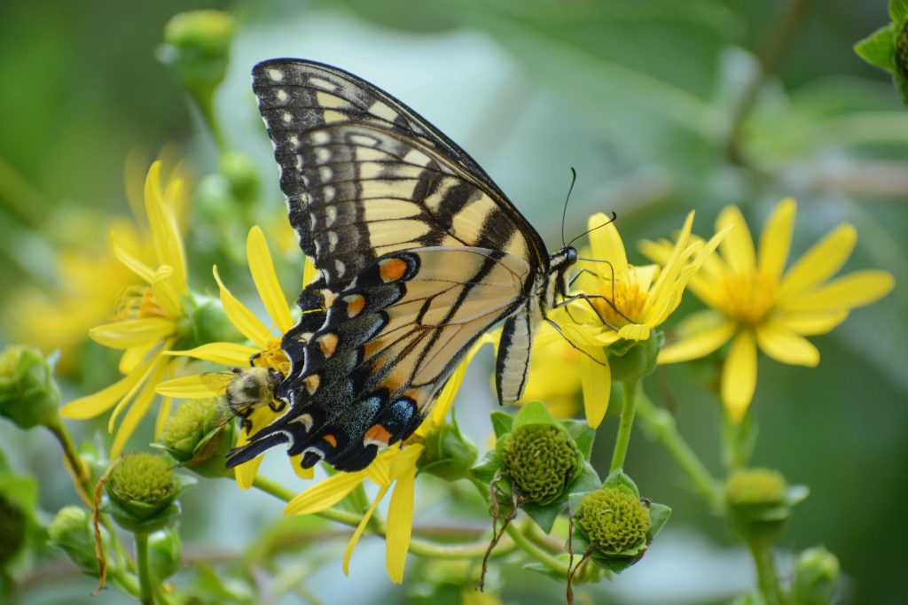 ¿Conoces las plantas de copa? | Qué Pasa