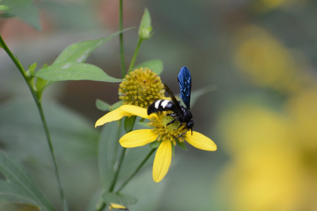 ¿Conoces las plantas de copa? | Qué Pasa