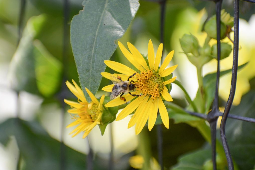 ¿Conoces las plantas de copa? | Qué Pasa