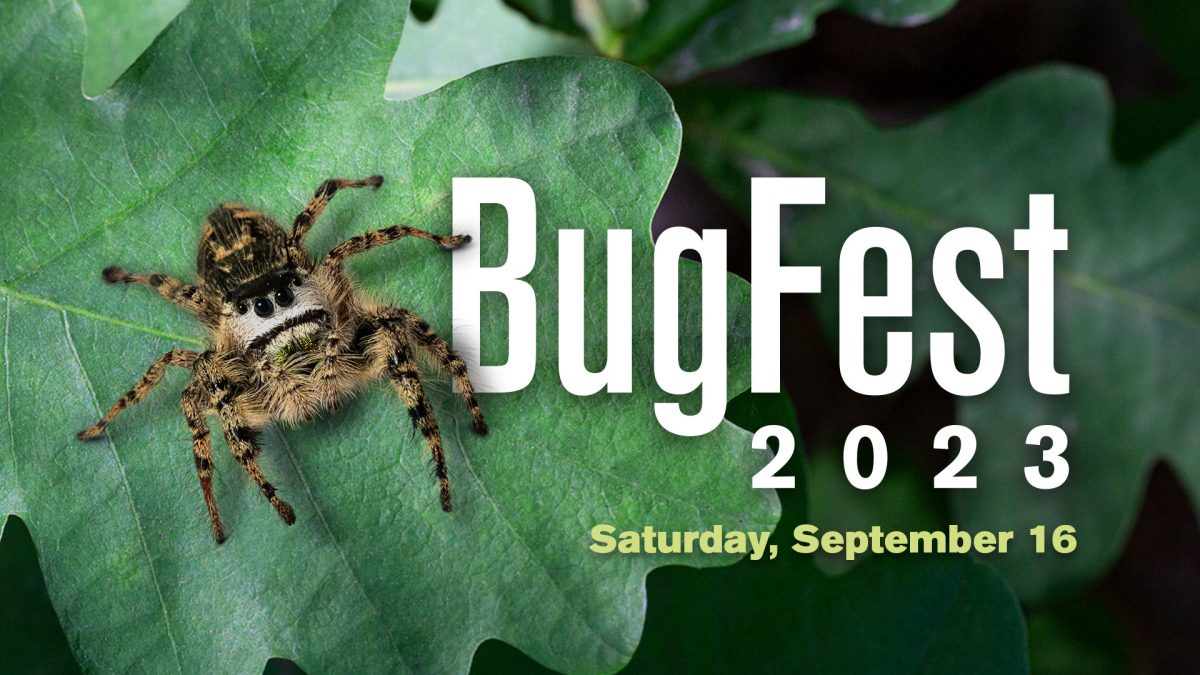 Llega BugFest a Raleigh, el festival de insectos más grande de todo el país | Qué Pasa