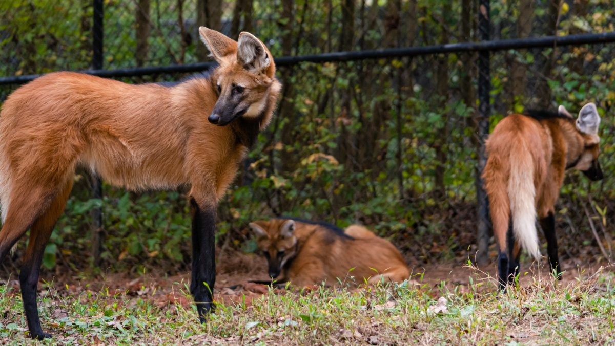 ¿Conoces a los lobos de crin? | Qué Pasa
