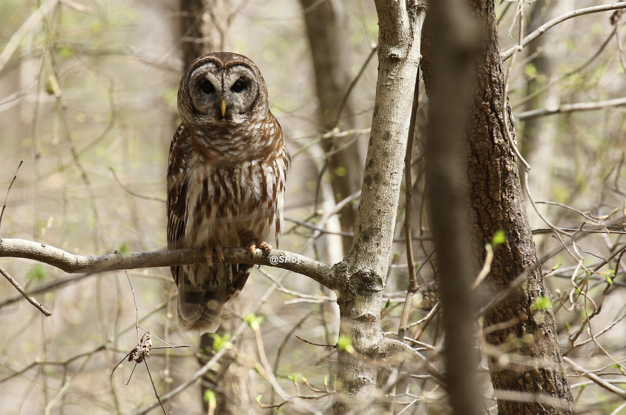 Aprende más sobre los búhos en esta actividad gratuita | Qué Pasa