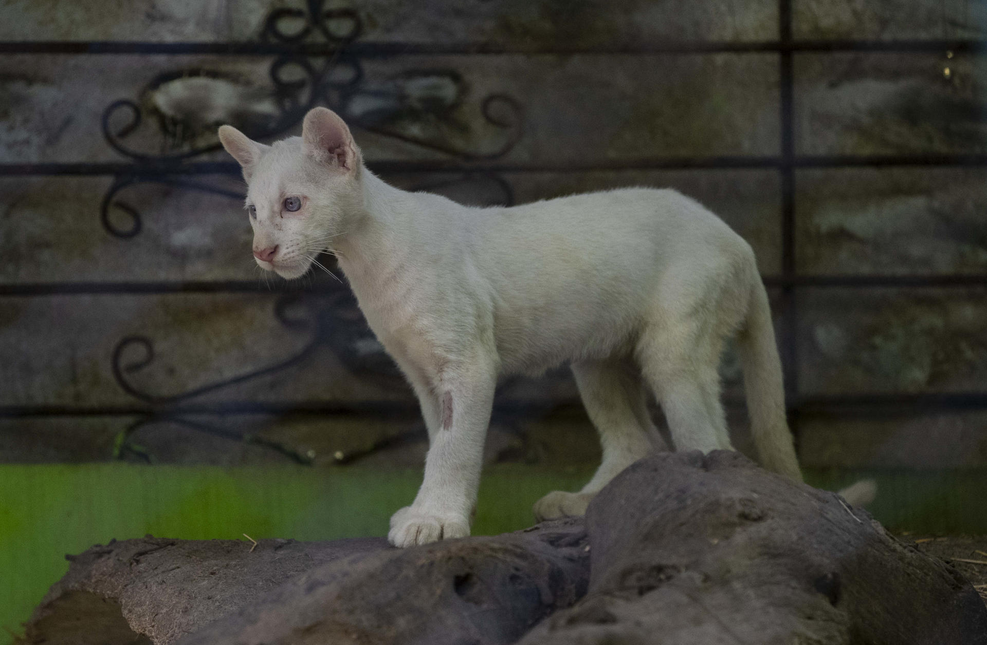 Presentan en público a Itzae, el primer puma albino nacido en ...