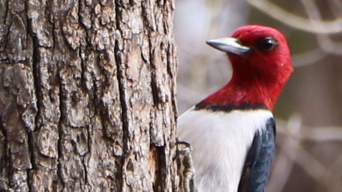 Ven a aprender qué animales hibernan o migran en invierno | Qué Pasa