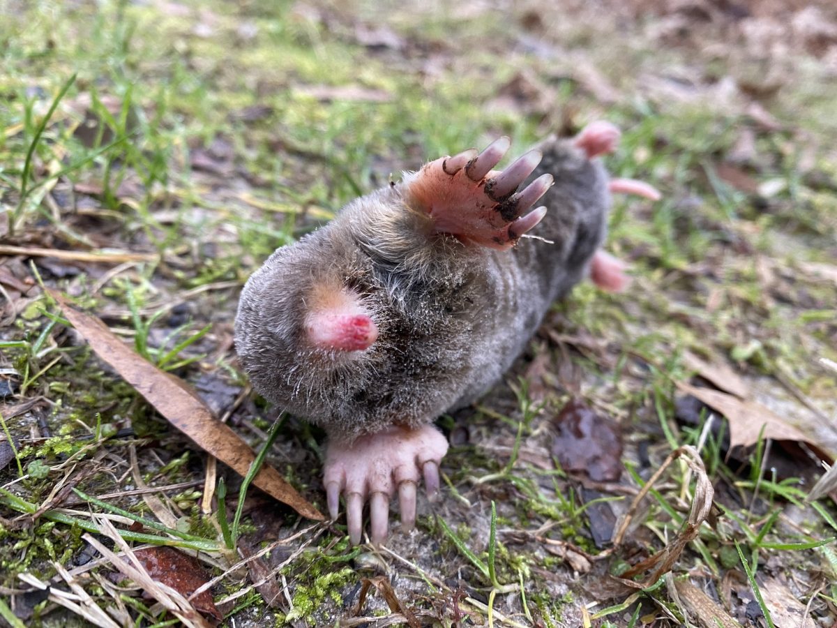 ¿Conoces la fascinante vida de los topos? | Qué Pasa