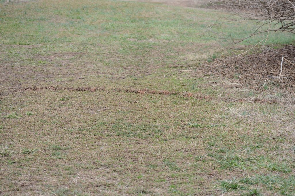 ¿Conoces la fascinante vida de los topos? | Qué Pasa