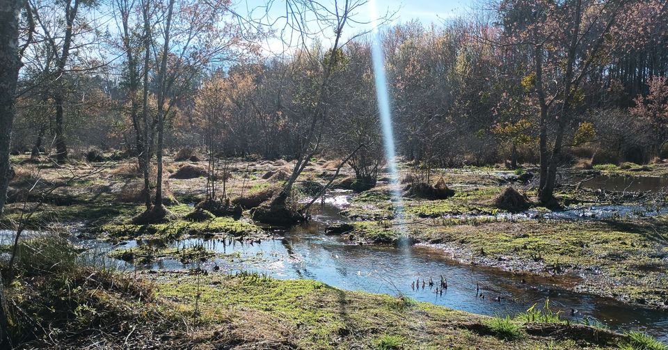 Conozca Lake Myra Park, el futuro parque del condado de Wake | Qué Pasa