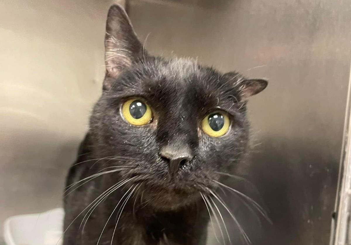 ¿Conoces la increíble historia de Henry? | Qué Pasa