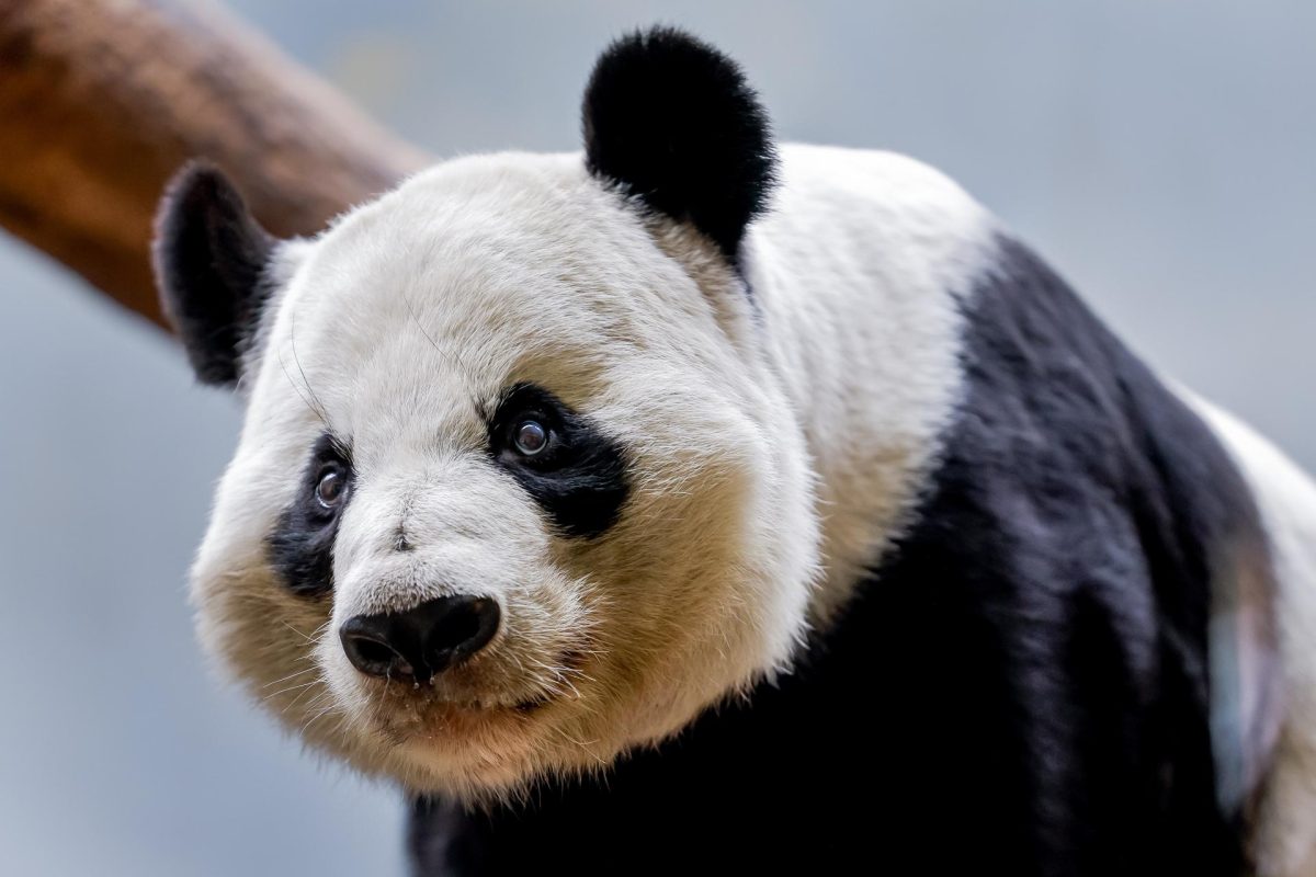 El número de pandas gigantes que vive en libertad en China ronda ya los ...