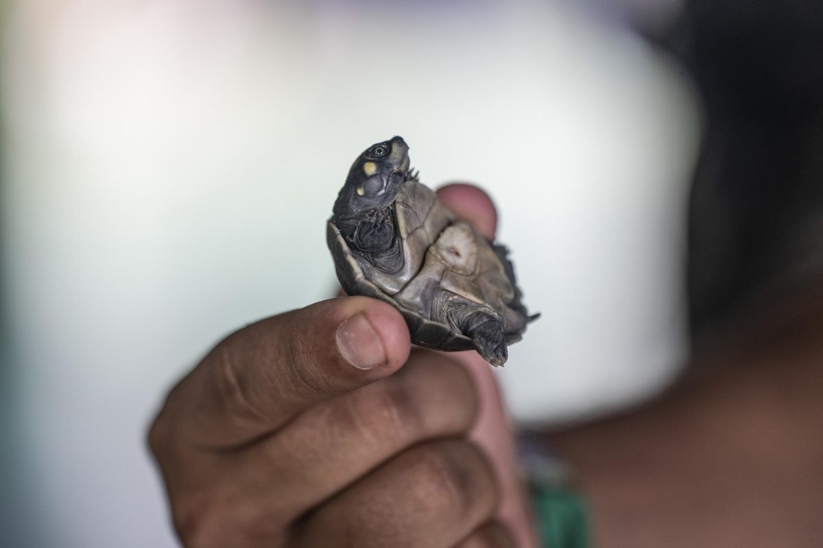 La sequía histórica dificultó el rescate de huevos de tortugas ...