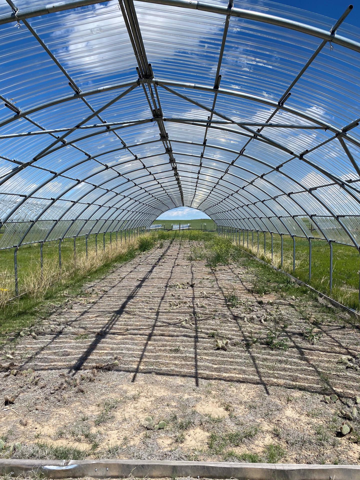 Matorrales y pastos capturan un 35 % menos de CO₂ cuando la sequía es ...
