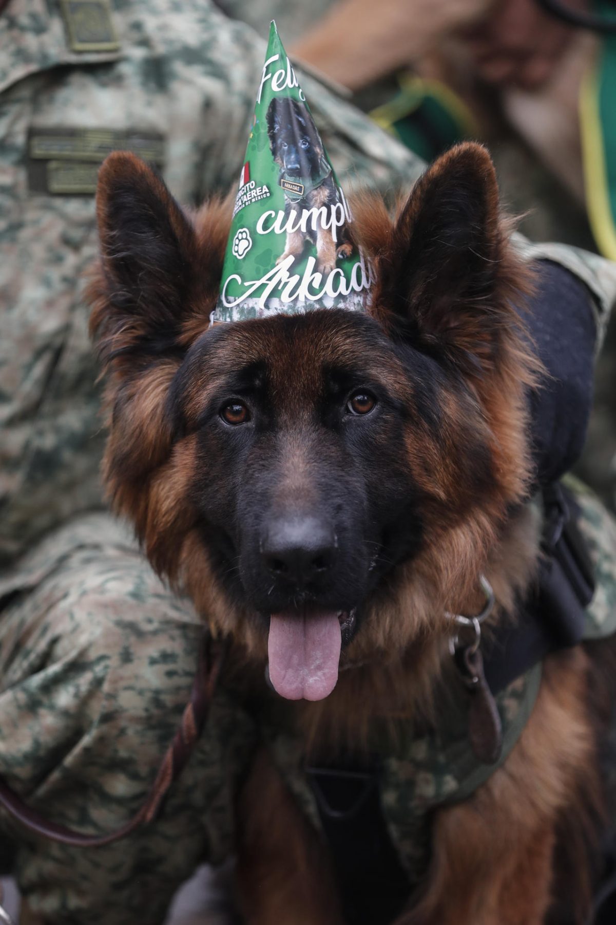 Ejército mexicano celebra cumpleaños de Arkadas, perro rescatista ...