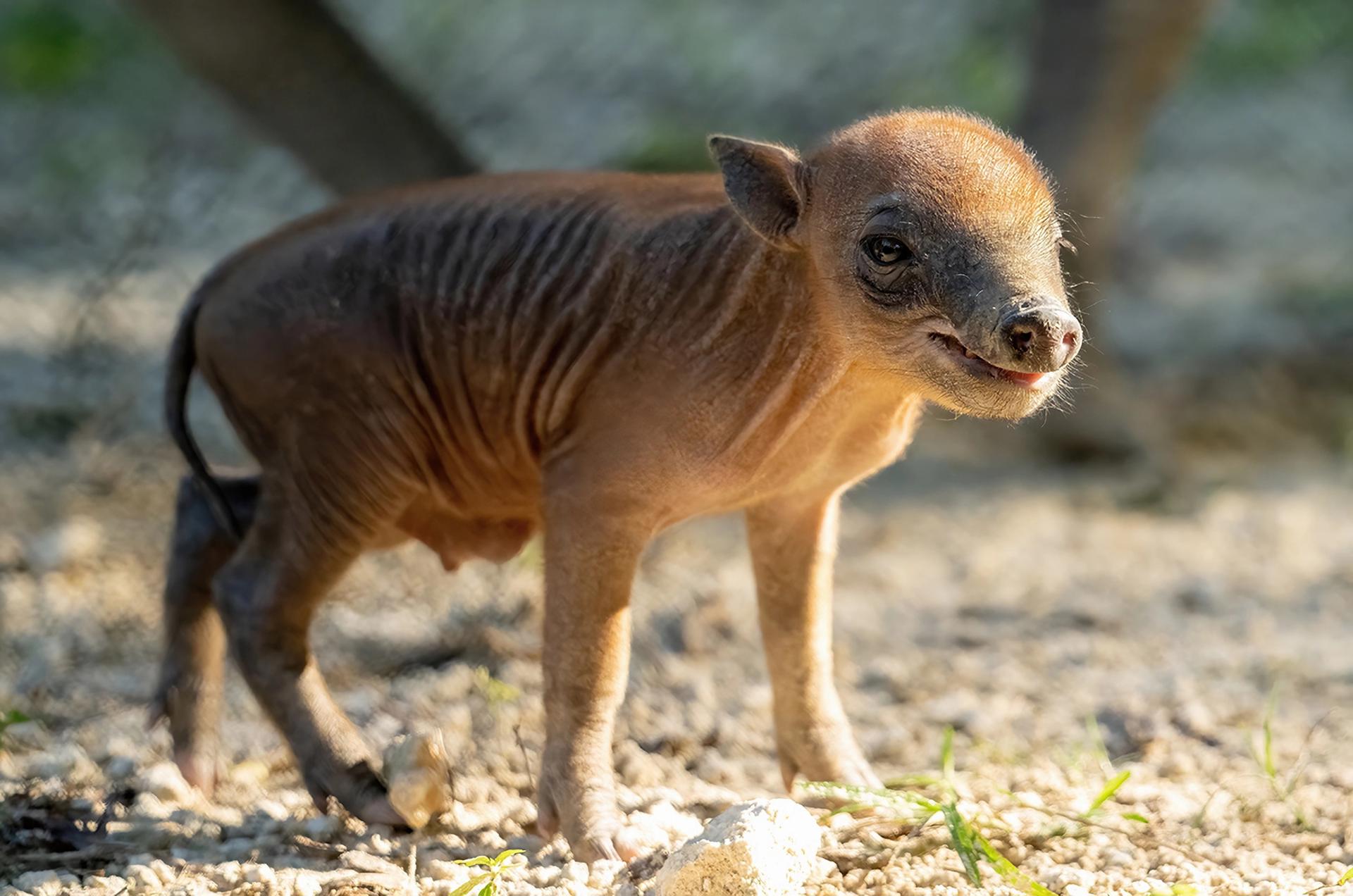 El Zoológico de Miami celebra el histórico nacimiento de una babirusa ...