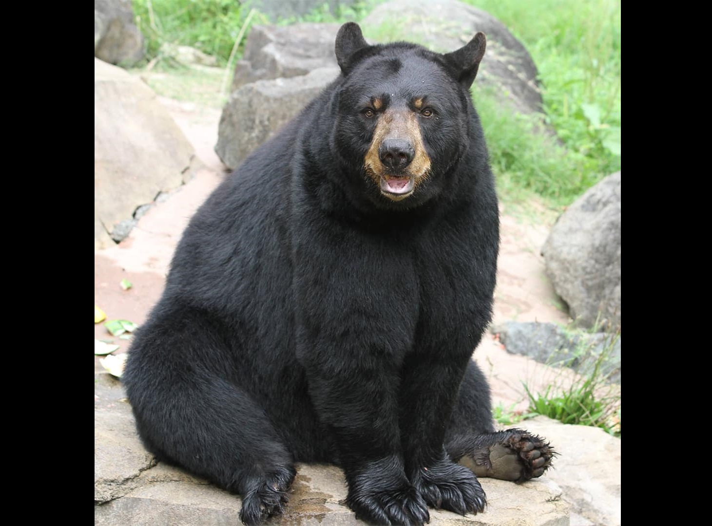 Murió el oso Gus del Museo de la Vida y la Ciencia de Durham | Qué Pasa