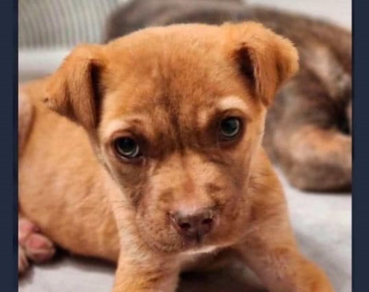 Este tierno perrito busca familia para siempre | Qué Pasa
