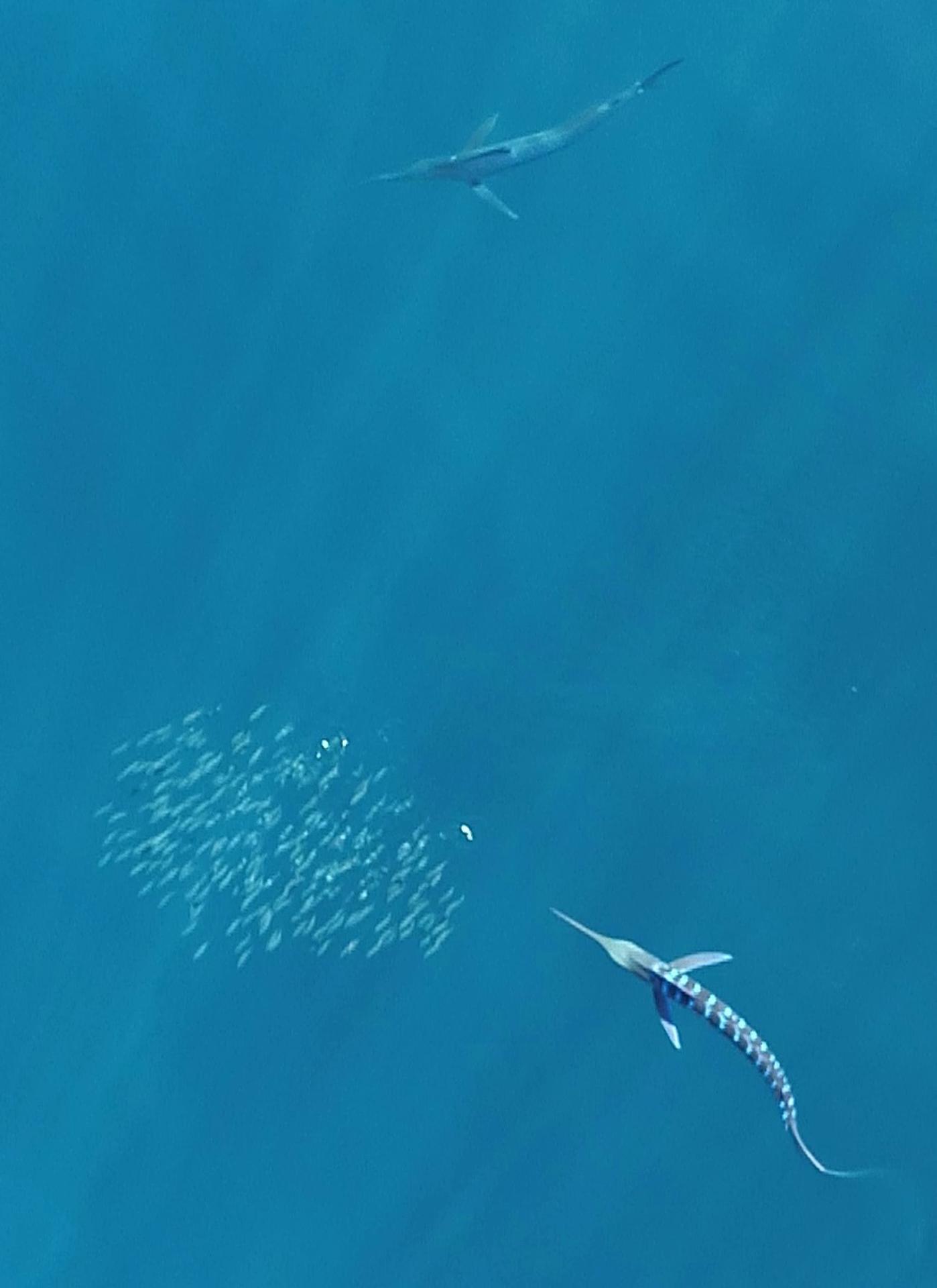 Cambios de color y mucha coordinación, los trucos de los picudos para ...