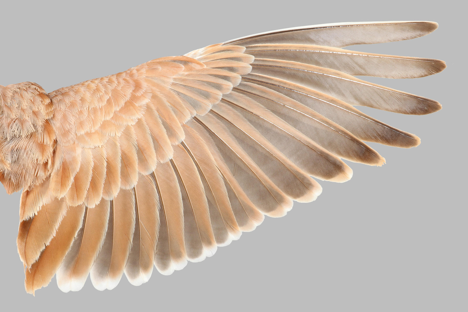 Describen los rasgos comunes de las aves que vuelan | Qué Pasa