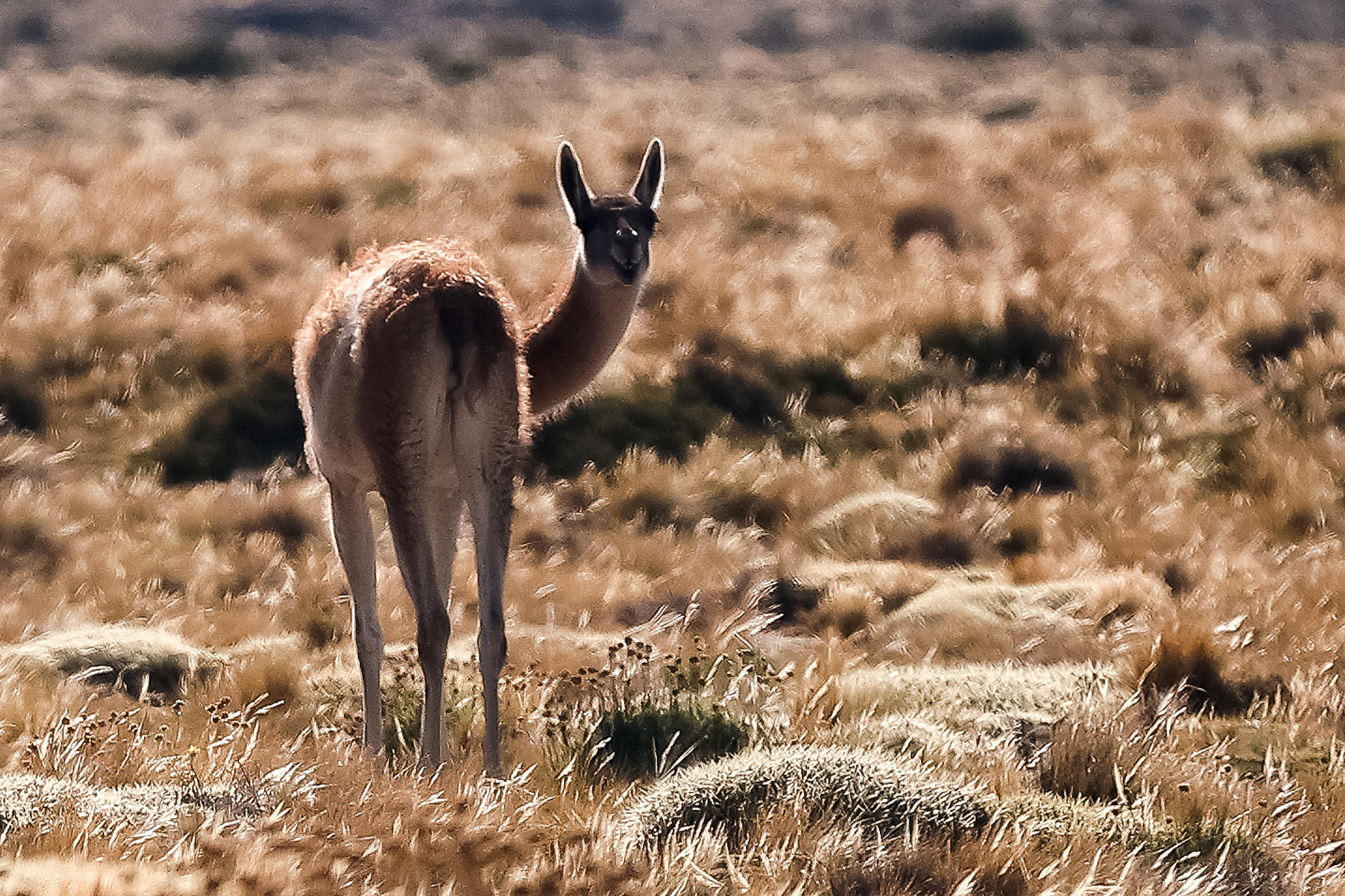 El fino pelaje de los guanacos, clave en la conservación de un emblema ...