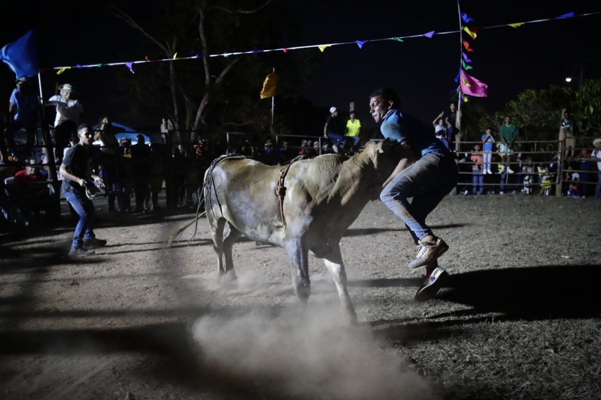 Fuerza y rapidez para montar toros, atracción de un festival folclórico ...