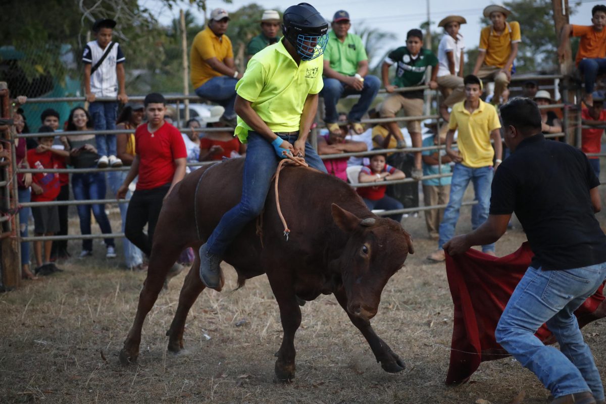 Fuerza y rapidez para montar toros, atracción de un festival folclórico ...