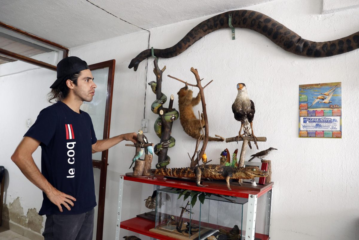 Perros, gatos y colibríes disecados, el arte de preservar mascotas se ...