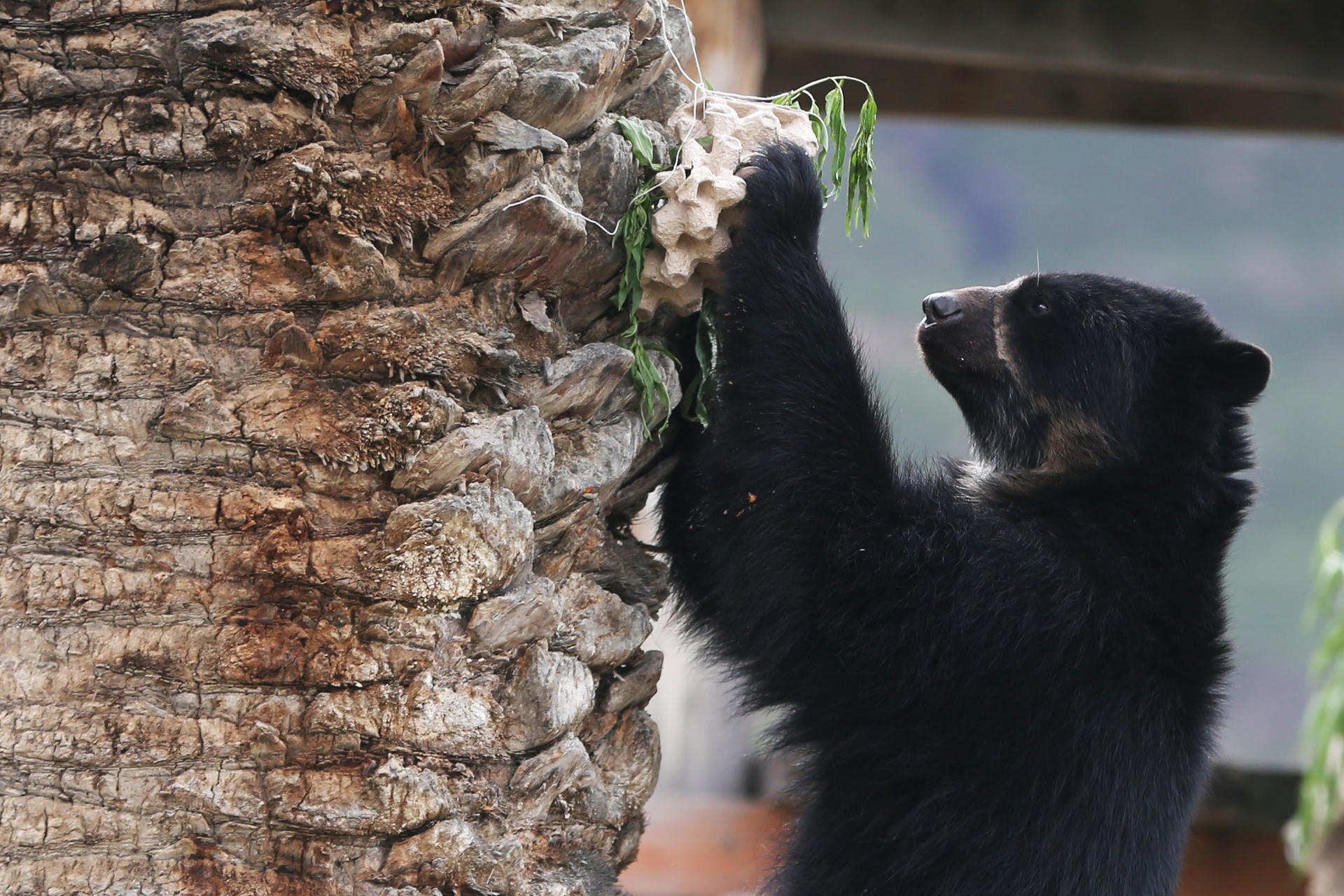 El oso andino, un emblema contra el tráfico ilegal de fauna silvestre ...