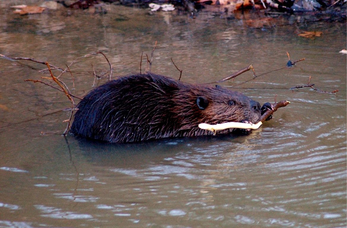 3 datos curiosos sobre los castores | Qué Pasa