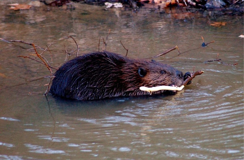 3 datos curiosos sobre los castores | Qué Pasa