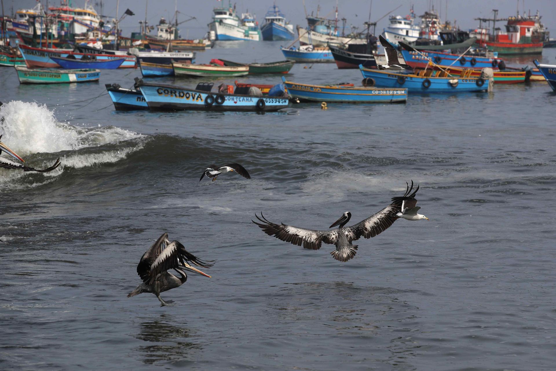 Perú crea la Reserva Nacional Mar Tropical Grau para proteger la ...
