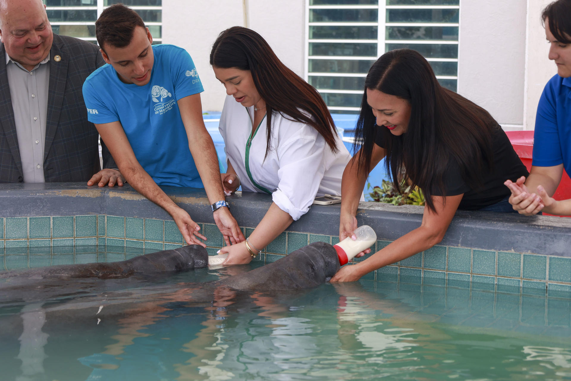 Puerto Rico diseña iniciativas para proteger a los manatíes de las ...