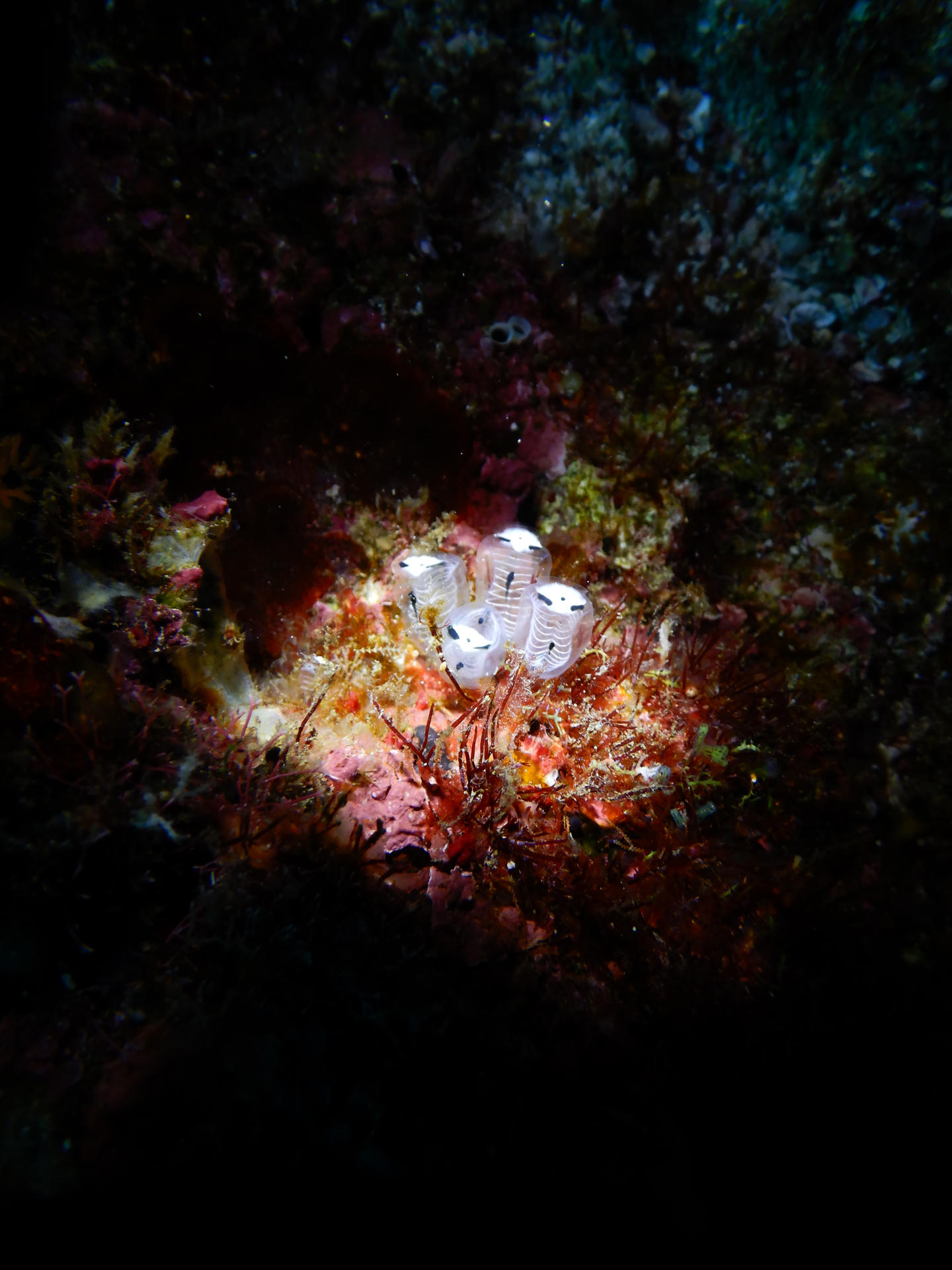 Un investigador nipón descubre una nueva especie marina que recuerda a ...