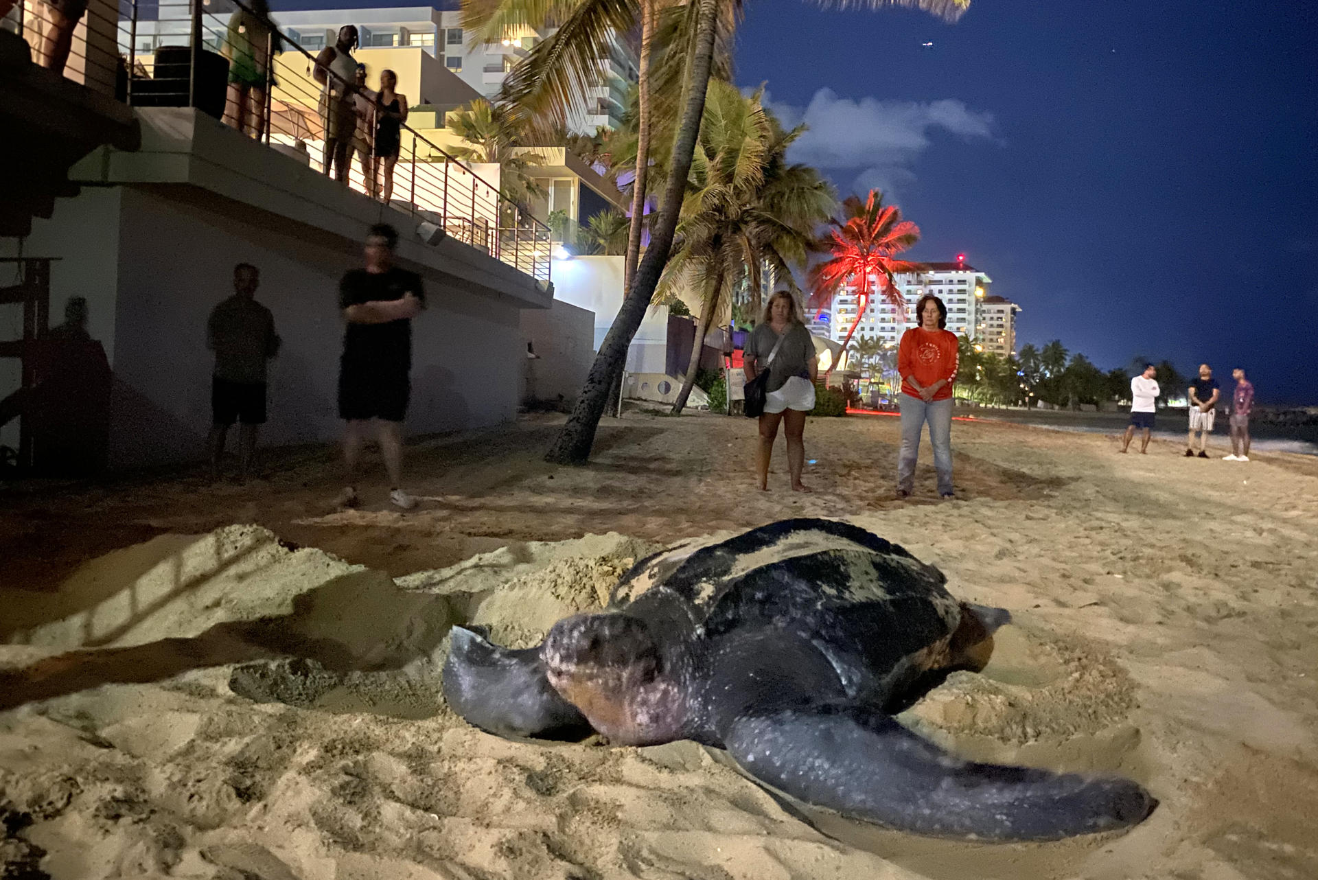 Los nidos de la tortuga tinglar en Puerto Rico, protegidos por ...