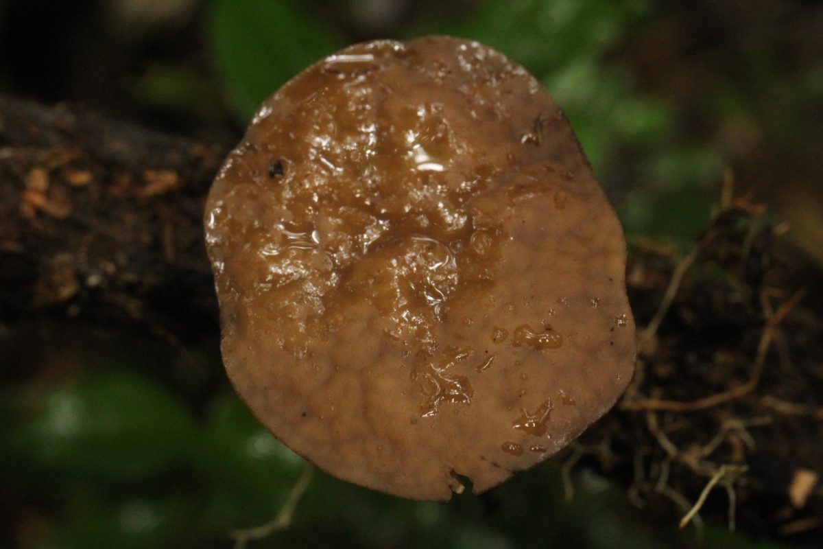 Hallan una especie de hongo que se creía desaparecida hace más de un ...