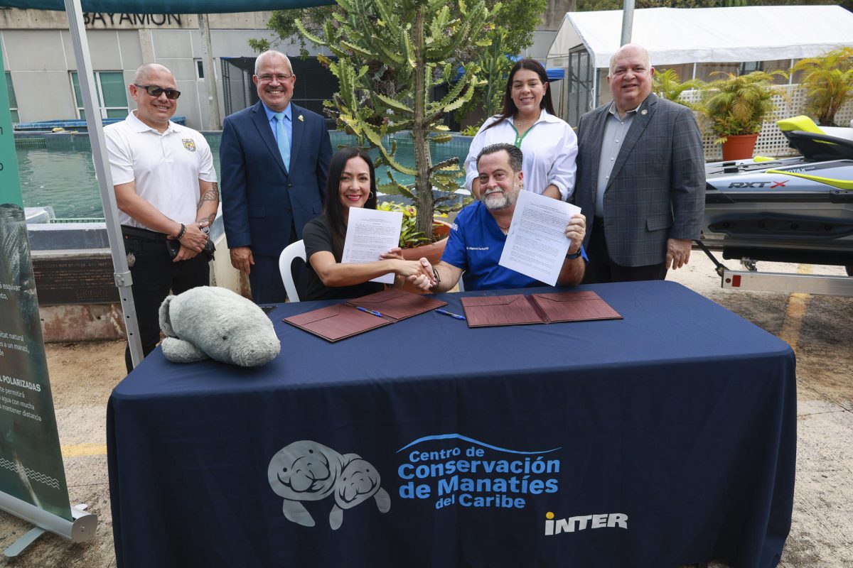 Puerto Rico diseña iniciativas para proteger a los manatíes de las ...
