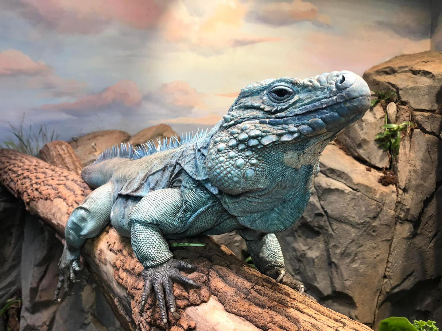 ¿Conoces a la iguana azul de GSC? | Qué Pasa